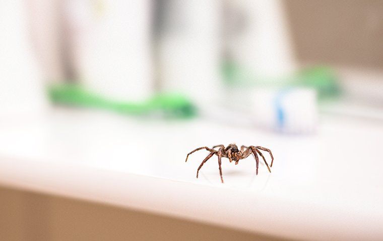 Guide To Spiders In Sulphur Springs | Angler's Pest and Termite Control